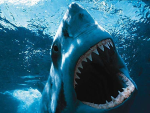 The best shark games for your PC - Softonic